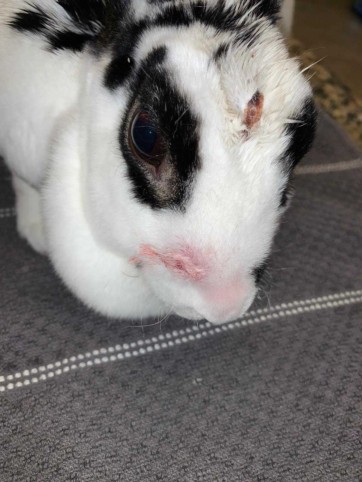 Houston Rabbit Resource