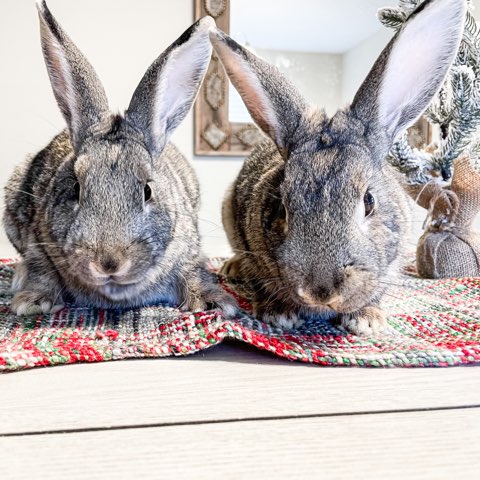 Adopt - Houston Rabbit Resource